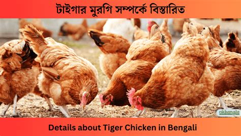 টাইগার মুরগি সম্পর্কে বিস্তারিত Details About Tiger Chicken In Bengali