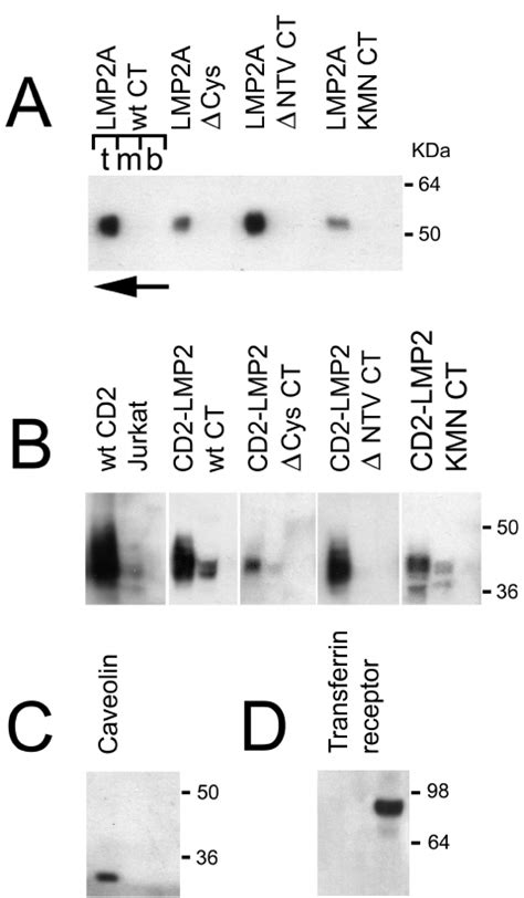 Optiprep Gradient Fractionation Of Different Membrane Compartments From Download Scientific