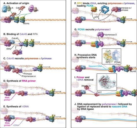S Phase And DNA Replication Basicmedical Key