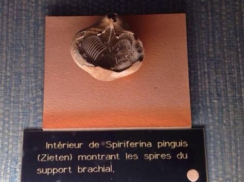 Nhm Brachiopoda On Twitter Fossil Followfriday Twitter