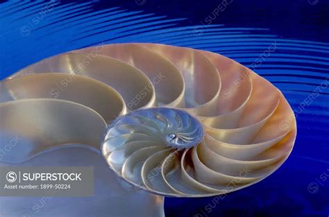 Interior Of A Pearly Nautilus Shell Also Known As Chambered Nautilus