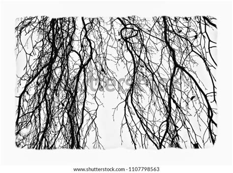 Naked Trees Crossed Branches Silhouette Foliage Stock Photo 1107798563 Shutterstock