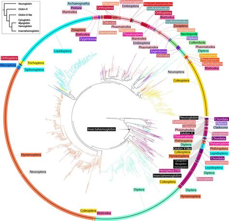 Circular Hemoglobin Gene Tree Of All 1382 Coding Sequences Produced Download Scientific Diagram