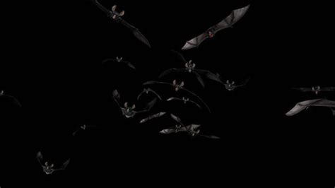 Bat Swarm Front Flying Transition 2 Stock Footage Video 100 Royalty
