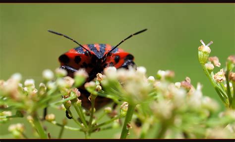 Ich Beobachte Dich Foto And Bild Tiere Wildlife Insekten Bilder Auf Fotocommunity