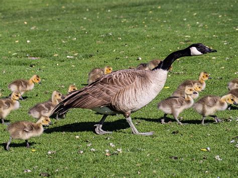 Gosling Goose