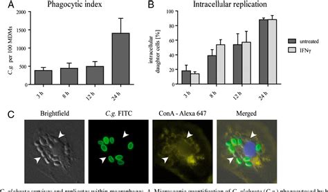 Figure 3 From The Facultative Intracellular Pathogen Candida Glabrata