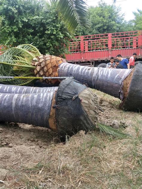 福建加拿利海枣价格加拿利海枣树批发海枣头基地园林景观工程 阿里巴巴