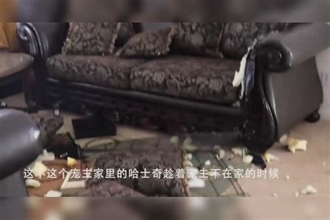 主人给哈士奇喝高浓度烈酒一口下去二哈就开始怀疑狗生 哈士奇 烈酒 主人