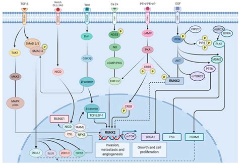 Identification Of The Transcriptional Regulatory Role Of Runx2 By