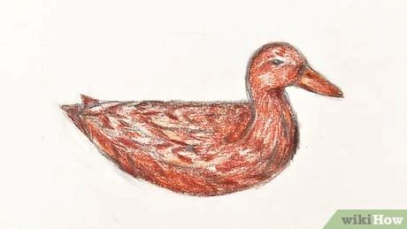 How To Draw A Realistic Duck Step By Step
