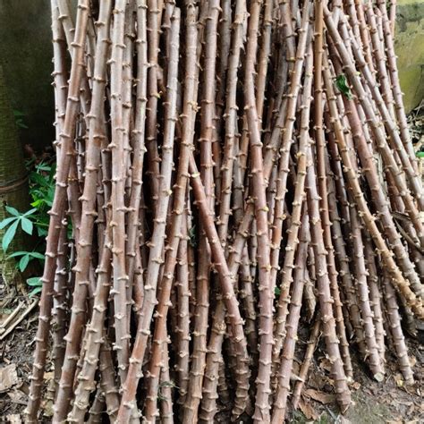 Jual Promo 50 Batang Singkong Panjang 1 Mtr Bibit Singkong Mentega 10 Btg Bibit Batang