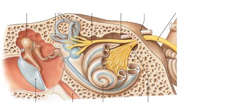 Auditory Nerve Diagram Quizlet