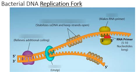 Dna Replication Fork Pic Diagram Quizlet