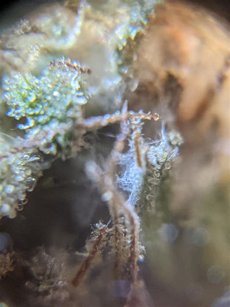 Mold 5 Points Cannabis Cherry Blossom 3 5g 0 54 Thc And 16 52 Cbd R Theocs