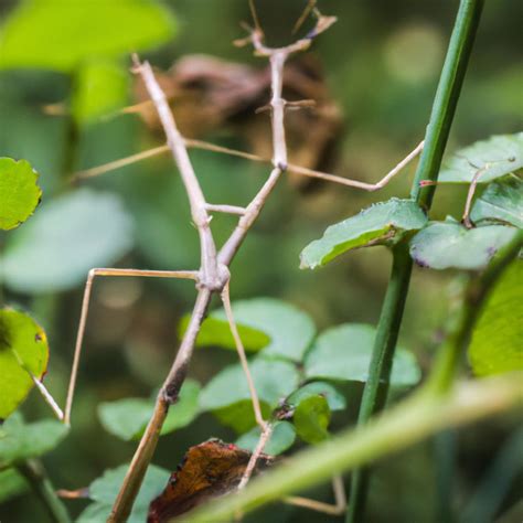 Do We Have Stick Insects In The Uk Pet Brilliant Com