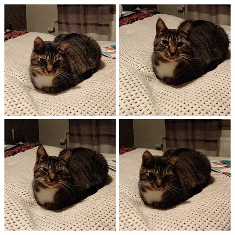 I Made A Collage Of My Cat Loafing 💕 Catloaf