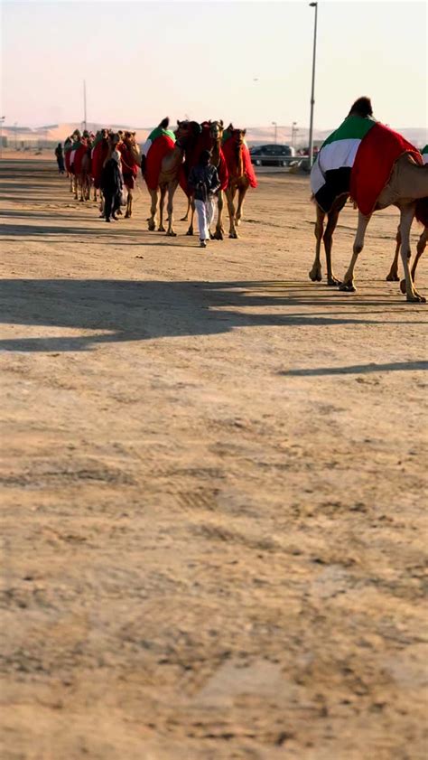 ‎رؤية العين‎ ‎أفراح بن غليطة القمزي وبن ضاعن الشامسي عرس محمد سالم