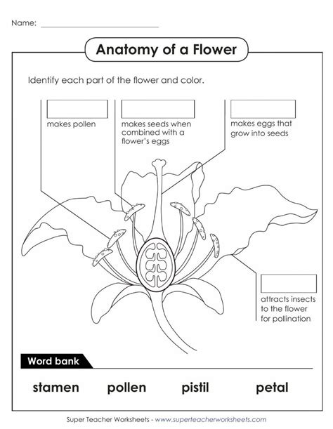 Parts Of A Flower Online Exercise For Live Worksheets Worksheets