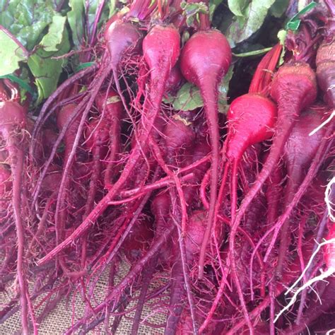 Baby Red Beets Information Recipes And Facts