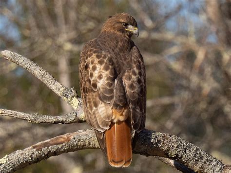 Dynamically Highlighting Text In React Native By Allan Graves Webtips Medium