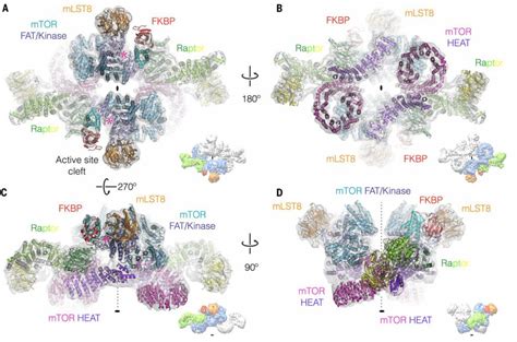 Mtorc1 Structure Solved Using Multibac Geneva Biotech