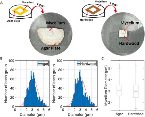 A The Freeze Drying Sample Of Mycelium Grown Alone On Agar Plates And Download Scientific
