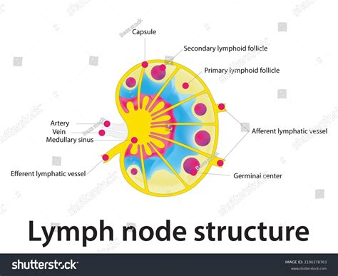 Lymph Node Structure Schematic Anatomic Illustration Stock Vector