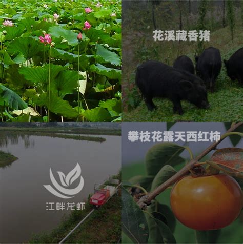 农视云 可视农业直播平台 基于农业物联网的农产品营销平台