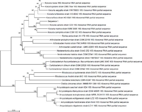 Mega 5 Alignment Explorer Aligning The Sequence For Phylogenetic Analysis Download