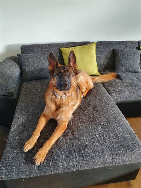 Trying To Look Innocent Scrolller