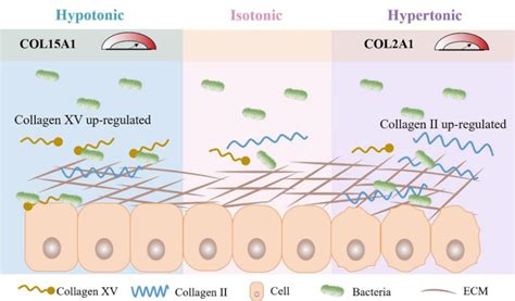 Schematic Representation Of Interfacial Adhesion Between Bacteria And