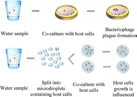 Figure 1 From Rapid λ Bacteriophage Detection Via Co Culture Of Host Cell Escherichia Coli By