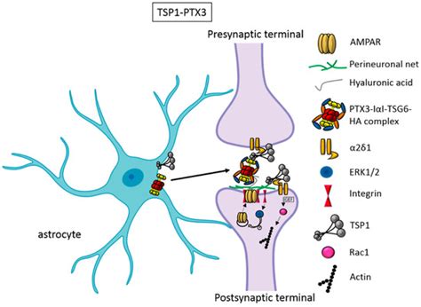 Astrocytic Factors Controlling Synaptogenesis A Team Play