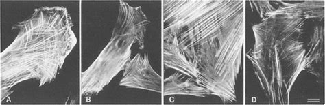 Alterations In Microfilament Bundle Organization Wi38 Fibroblasts Were Download Scientific