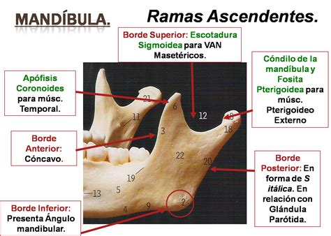 Novadens Servicios Odontológicos La Mandíbula Ramas Ascendentes