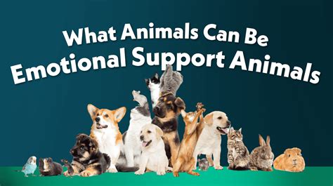 What Animals Can Be A Good Emotional Support Animals