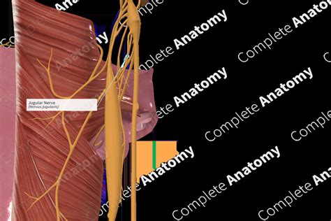 Jugular Nerve Complete Anatomy