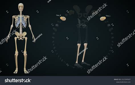 Human Lower Limb Bones Tibia Anatomy Stock Illustration 2127247637 Shutterstock