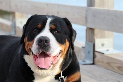 How Do You Know If Your Dog Has A Staph Infection