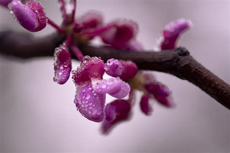 Tree Frog R Pareidolia