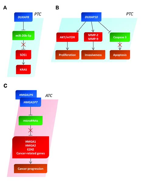 The Involvement Of Pseudogenes In The Biology Of Human Thyroid
