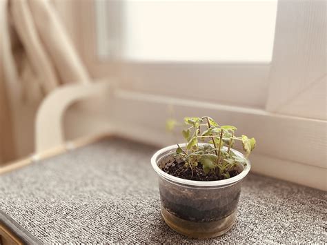 초파리 알 여름내내 퇴치했네요~