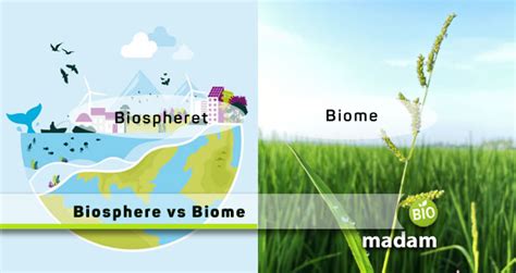 Difference Between Biosphere And Biome Biomadam
