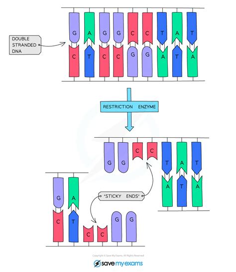 Edexcel Igcse Biology 复习笔记 531 The Process Of Genetic Engineering 翰林国际教育
