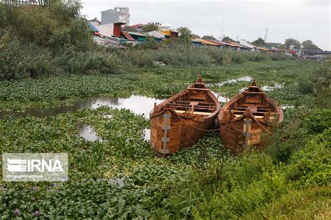 جمع آوری سنبل آبی در تالاب انزلی عکس
