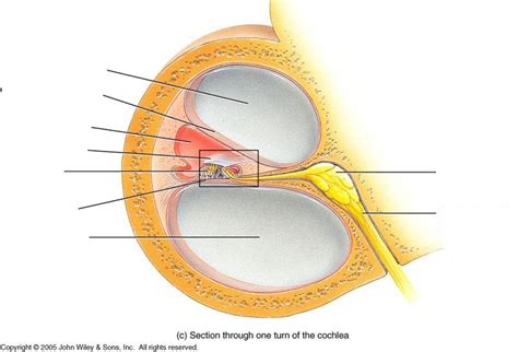 Lab71 Diagram Quizlet