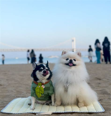 반려생활 부산 수영구 애견동반 카페 부산 광안리 강아지동반 카페 에쏘