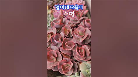 💥걸이대다육이 수연오팔리나 다육이캘리다육 Succulent베란다다육이 걸이대다육이수연오팔리나 인천다육이사랑