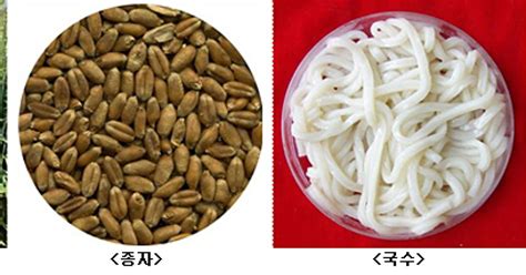 맞춤 품종 개발로 국산 밀 경쟁력 높인다